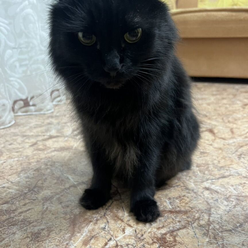 Кот в добрые руки
