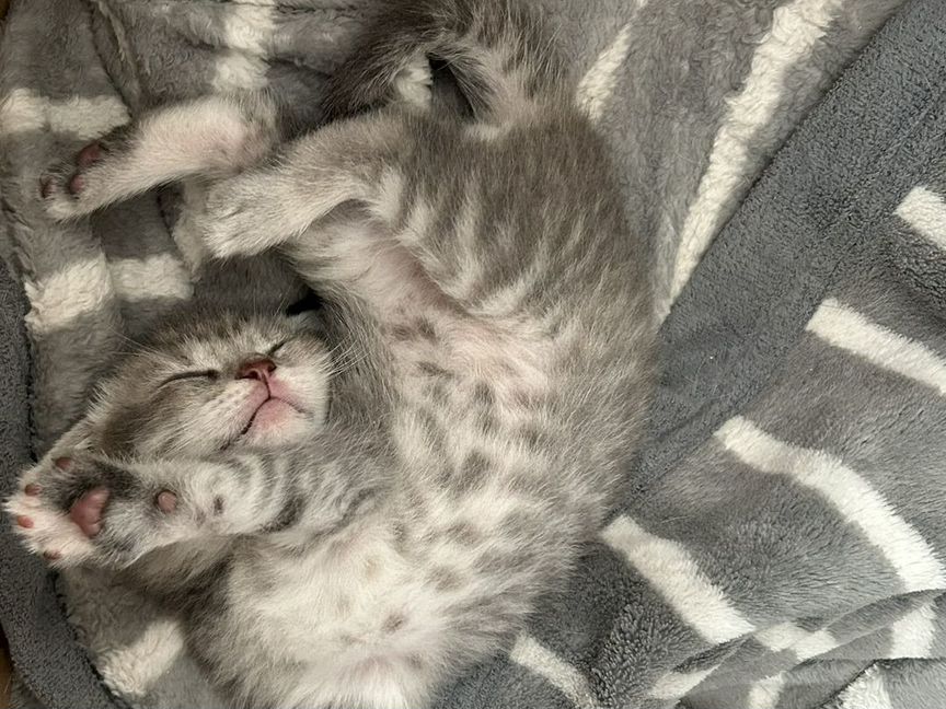 Шотландская вислоухая кошка