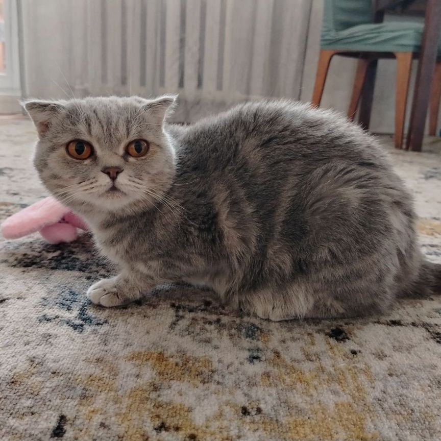 Шотландские вислоухие
