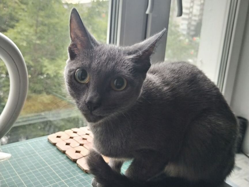 Подкинули котенка,ищу новых хозяев