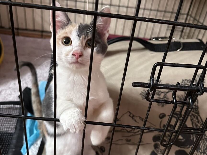 Прикольный котенок