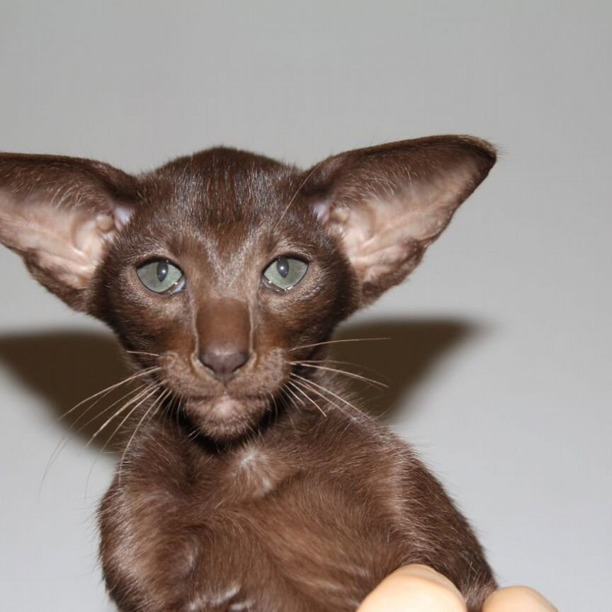 Ориентальные котята