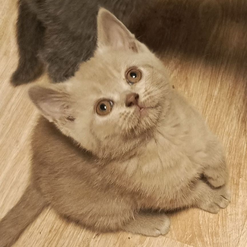Шотландский прямоухий короткошёрстный котёнок