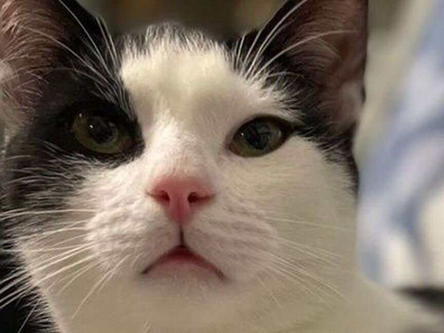 Ласковый нежный котёнок Тёма 7,5 мес ищет дом