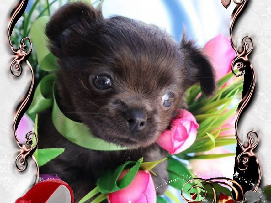 Чихуахуа лучший подарок для девушки