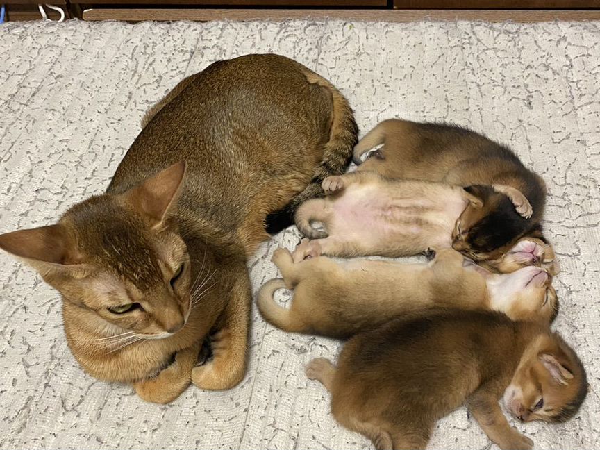 Абиссинская