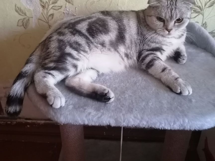 Кошка в дар шотландская