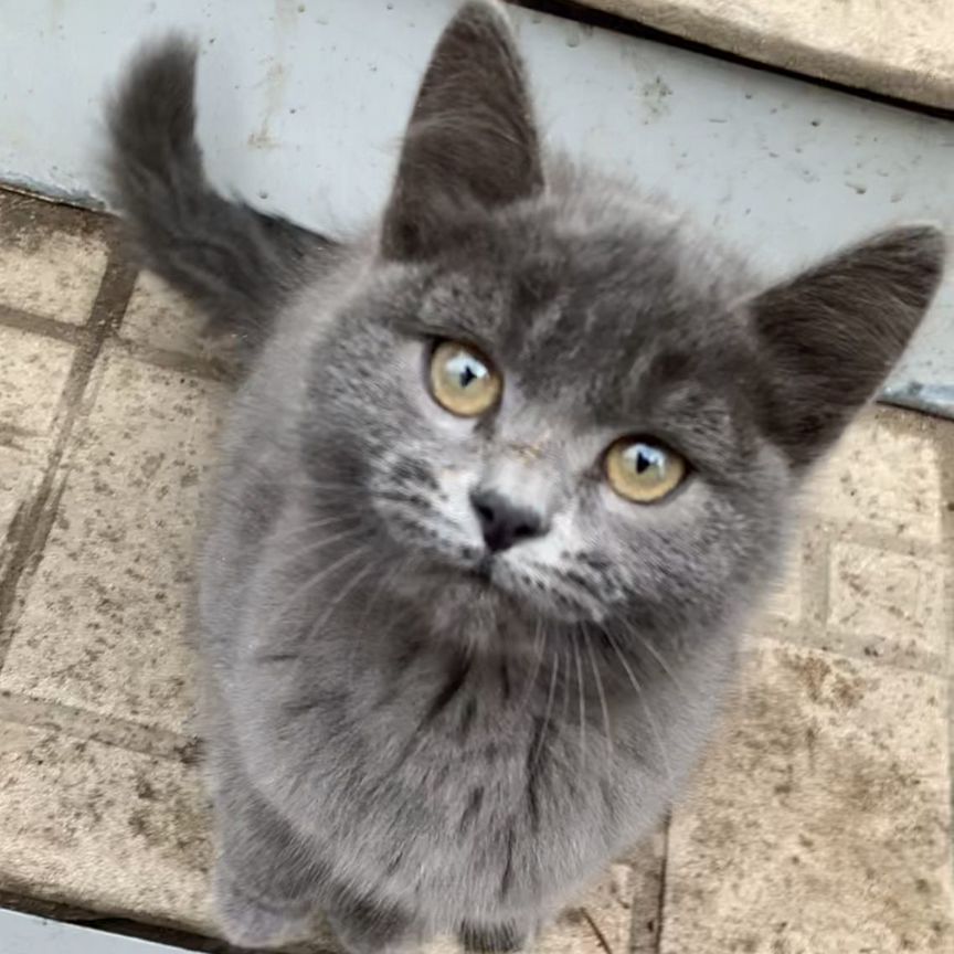 Котята в добрые руки бесплатно