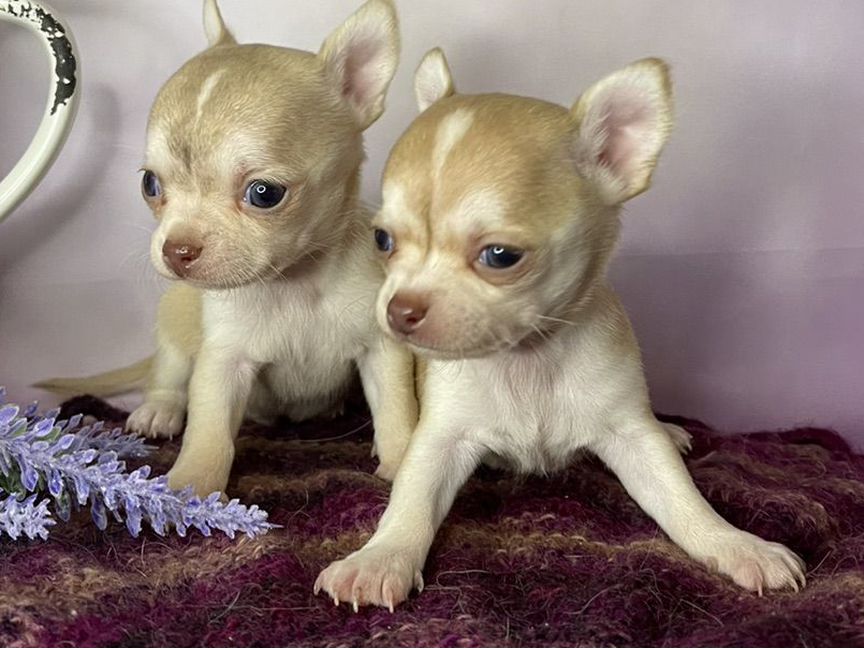 Чихуахуа мальчишки
