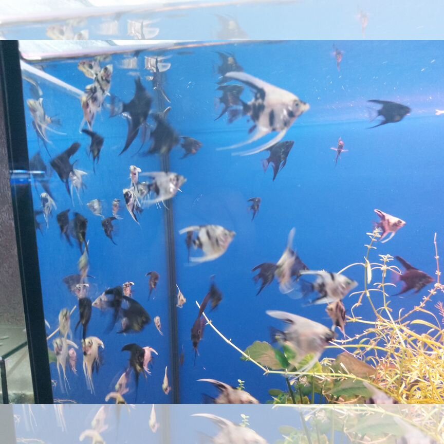 Скалярии подростки