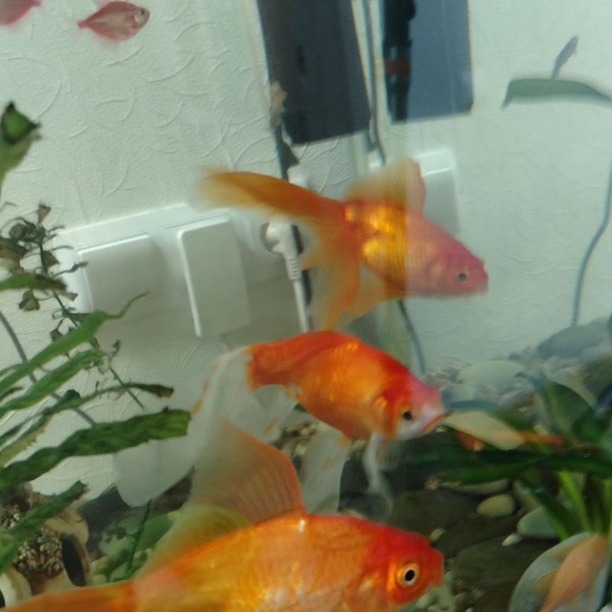 Золотая рыбка