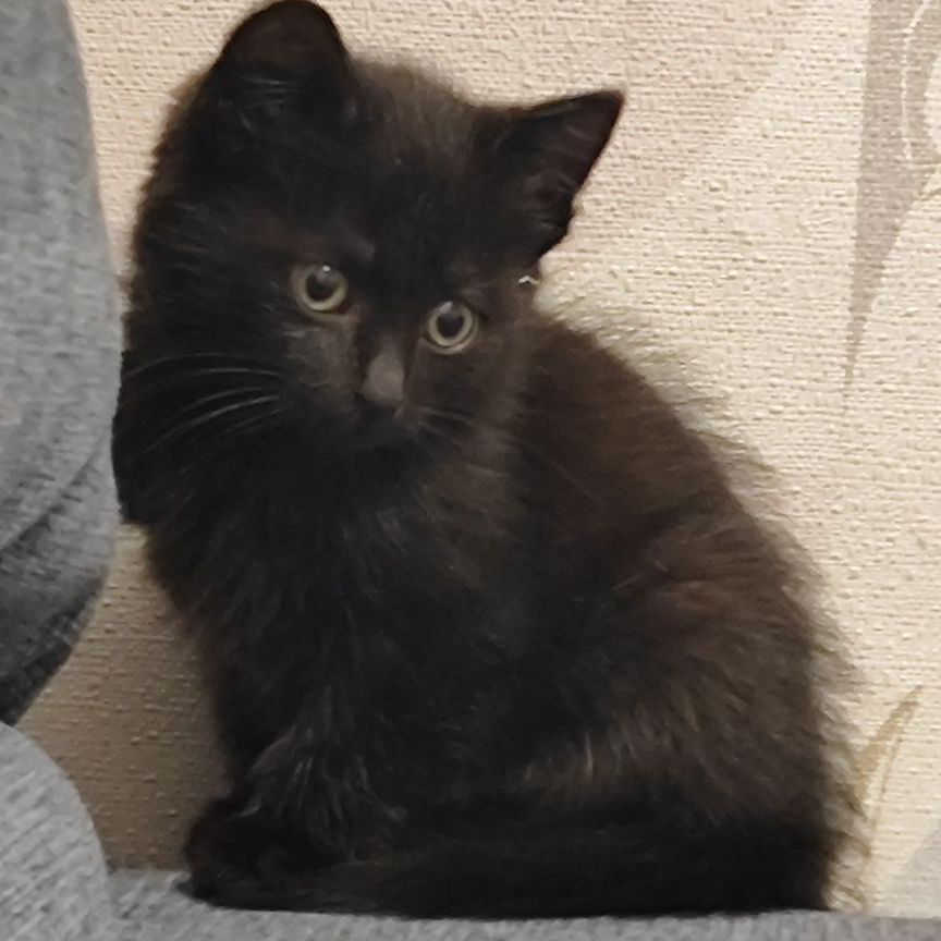 Котенок девчуша 1,5 месяца
