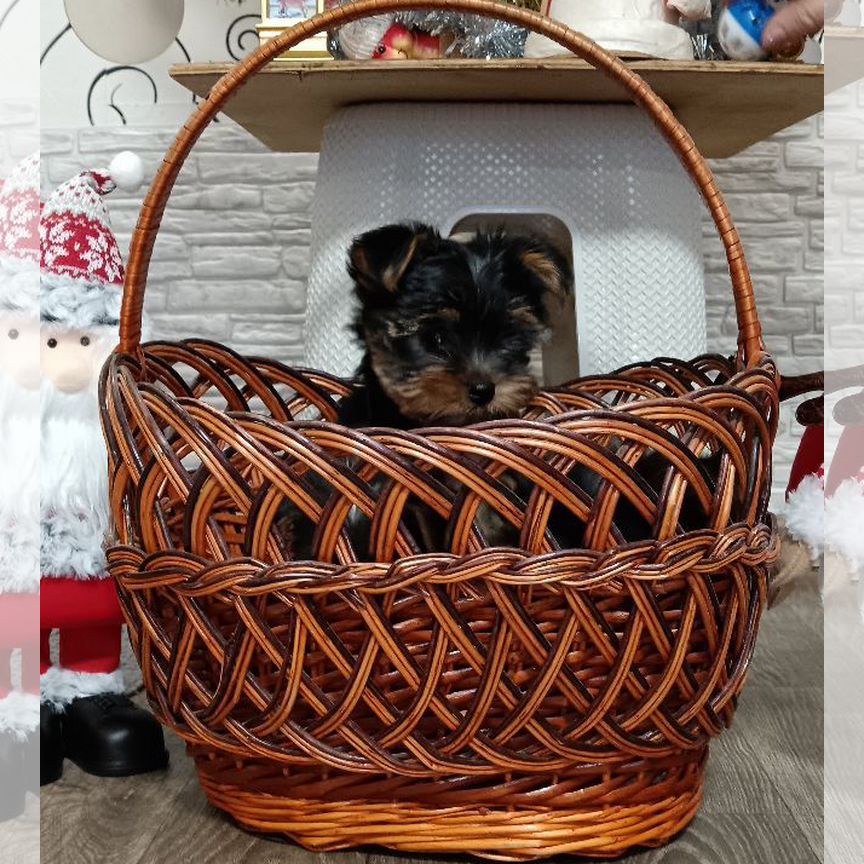 Йоркширский терьер, щенок