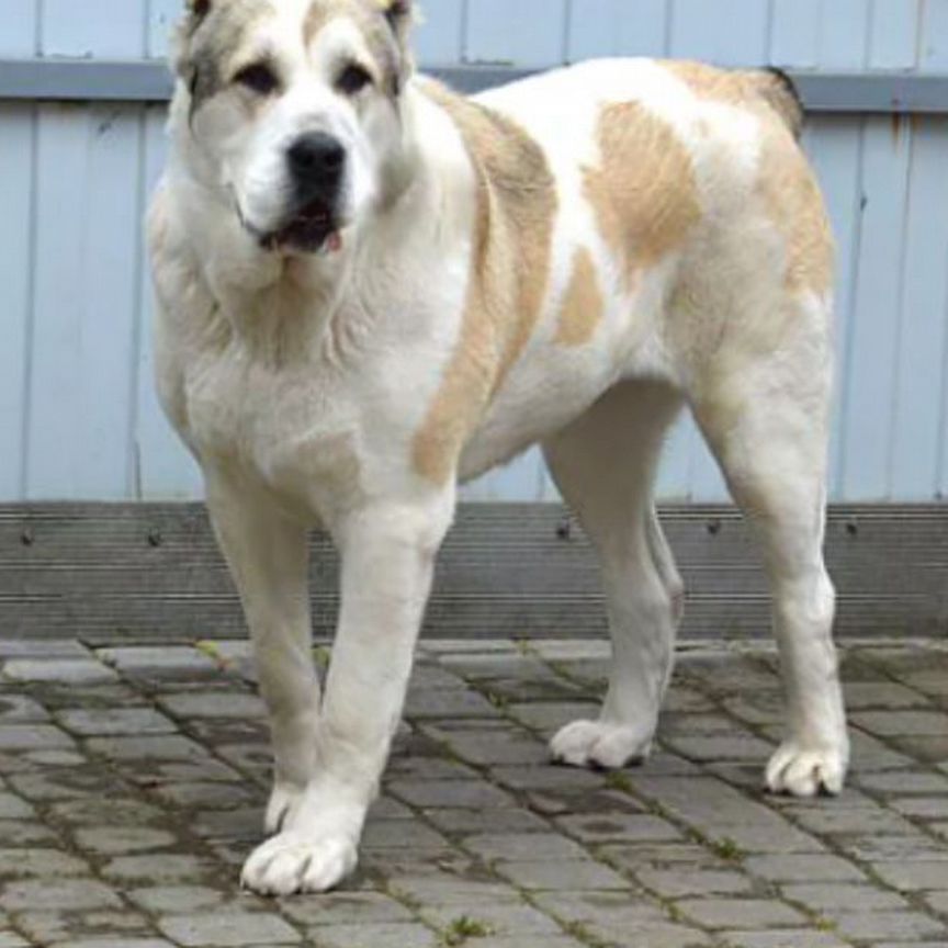 Среднеазиатская овчарка, взрослая собака