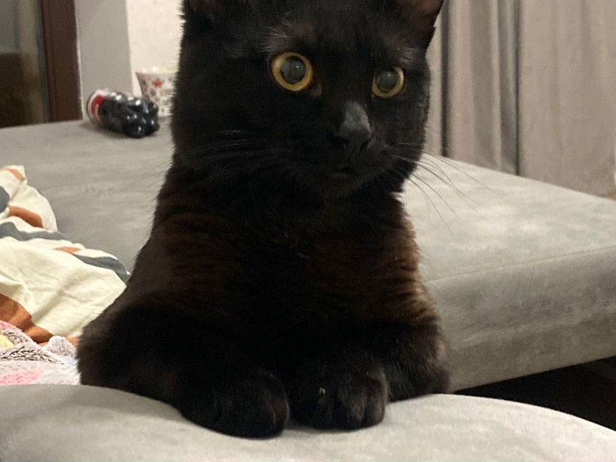 Черная кошка мальчик