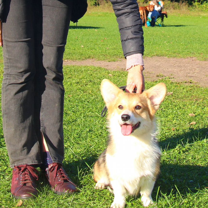 Вельш Корги Пемброк, щенок