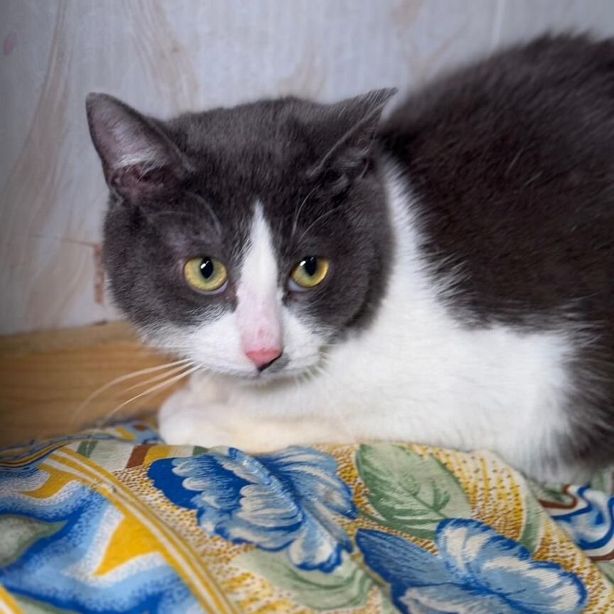 Кошечка Алекса ищет дом