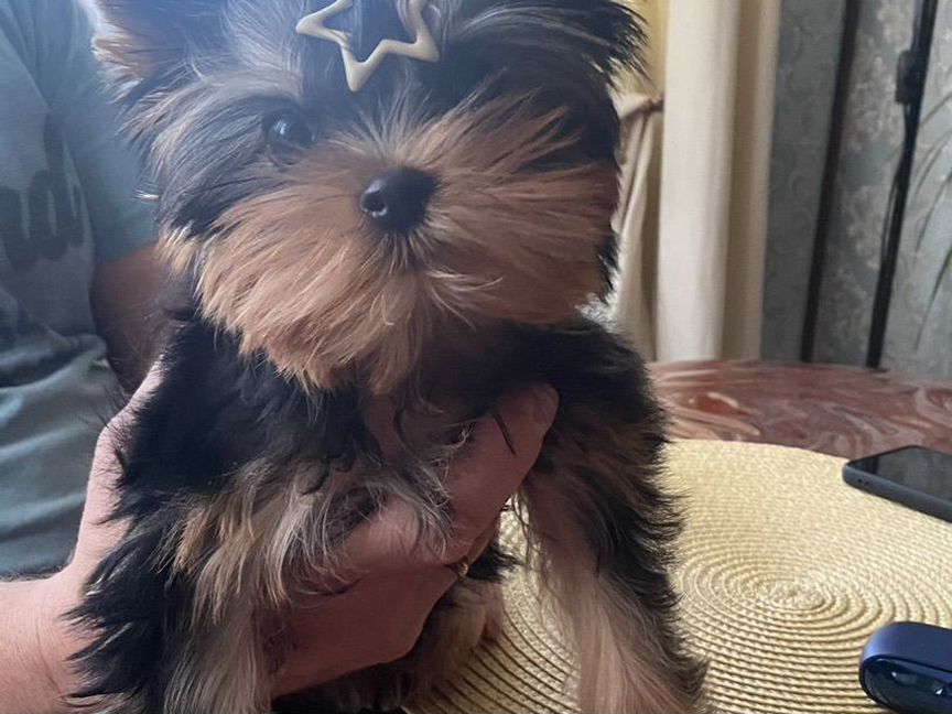 Йоркширский терьер девочка мини