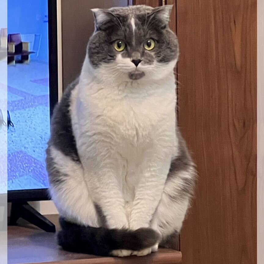 Шотландский вислоухий короткошёрстный кот, вязка