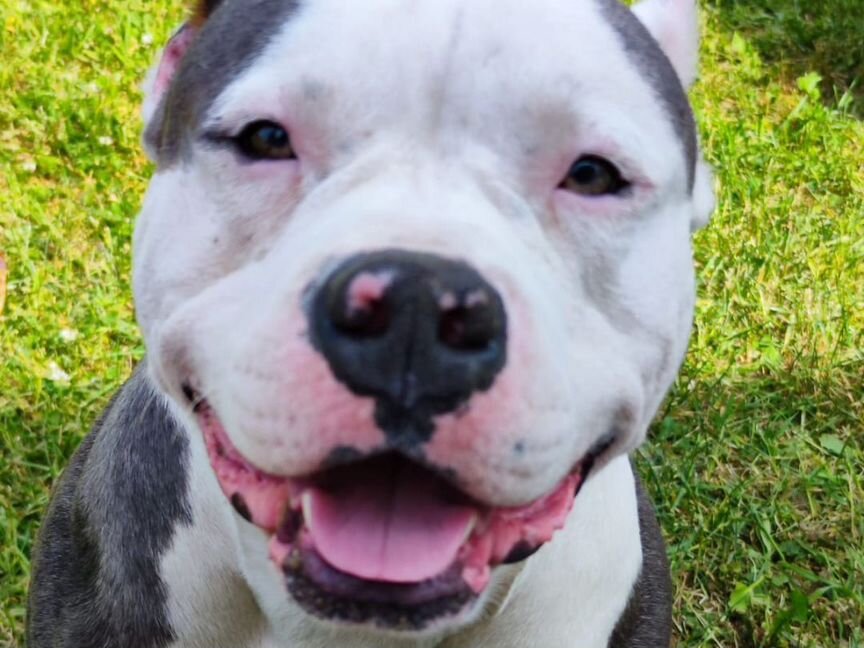 Буль триколор Мерле (вязка)