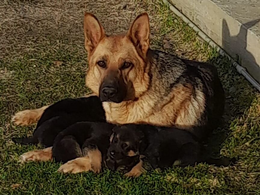 Щенки немецкой овчарки