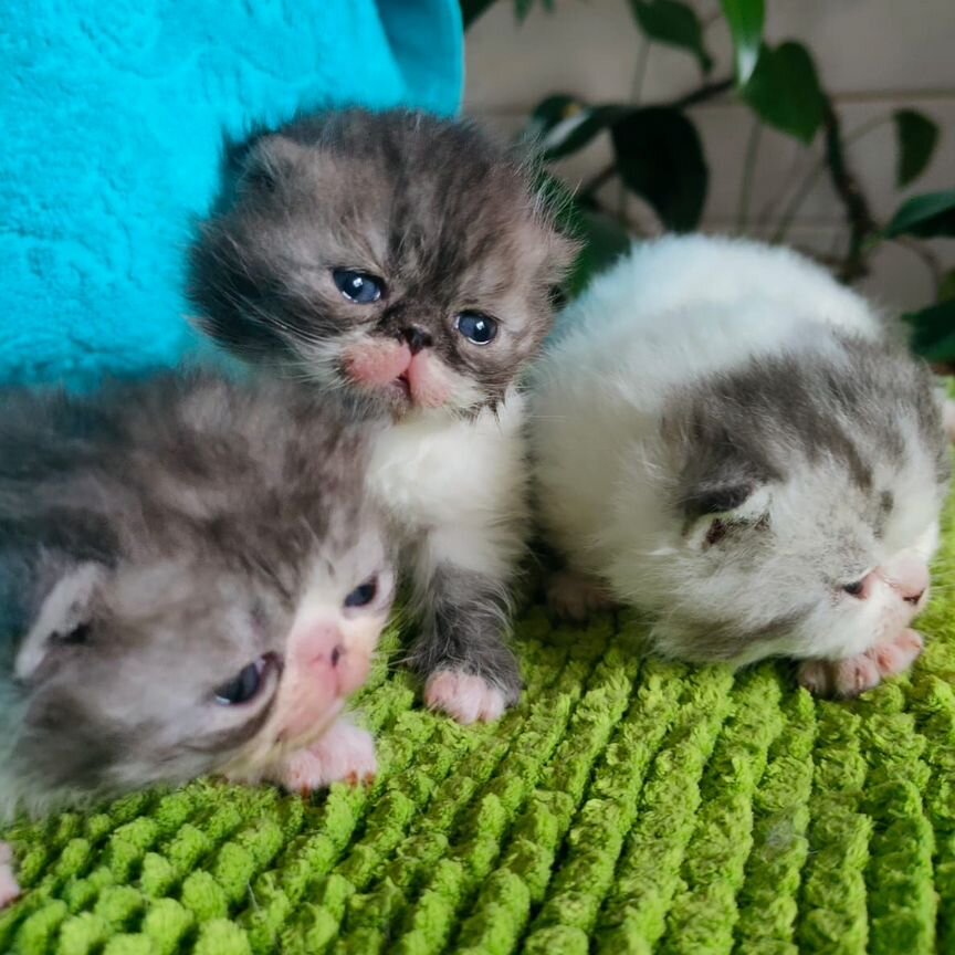 Экзотики малыши короткошерстные