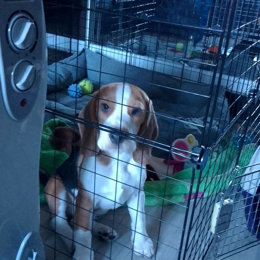 Продам щенка бигеля