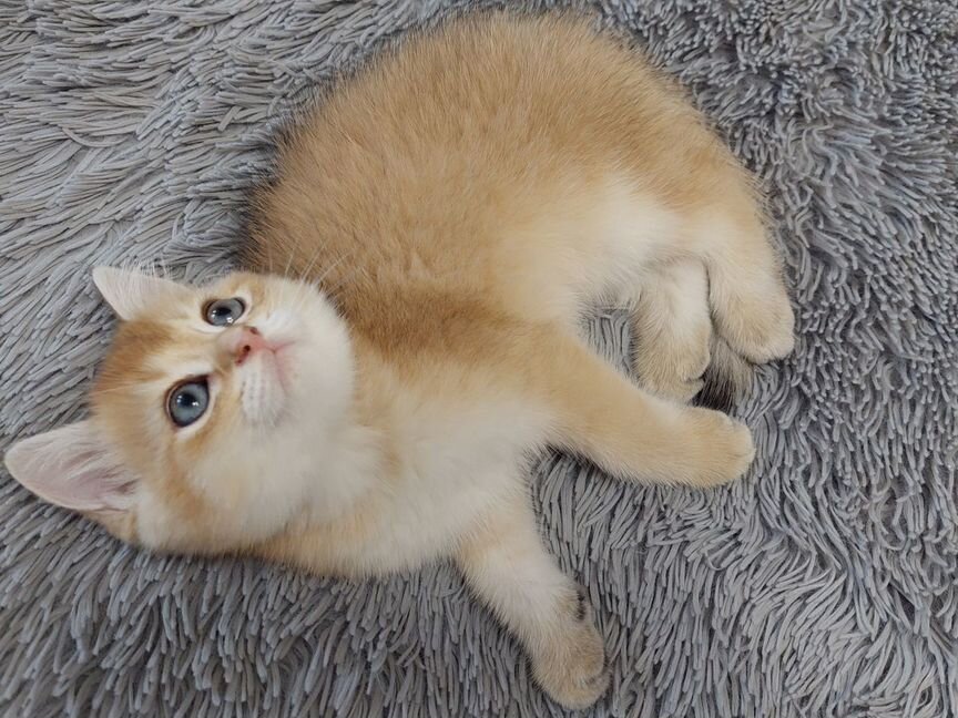 Котенок британской золотой шиншиллы