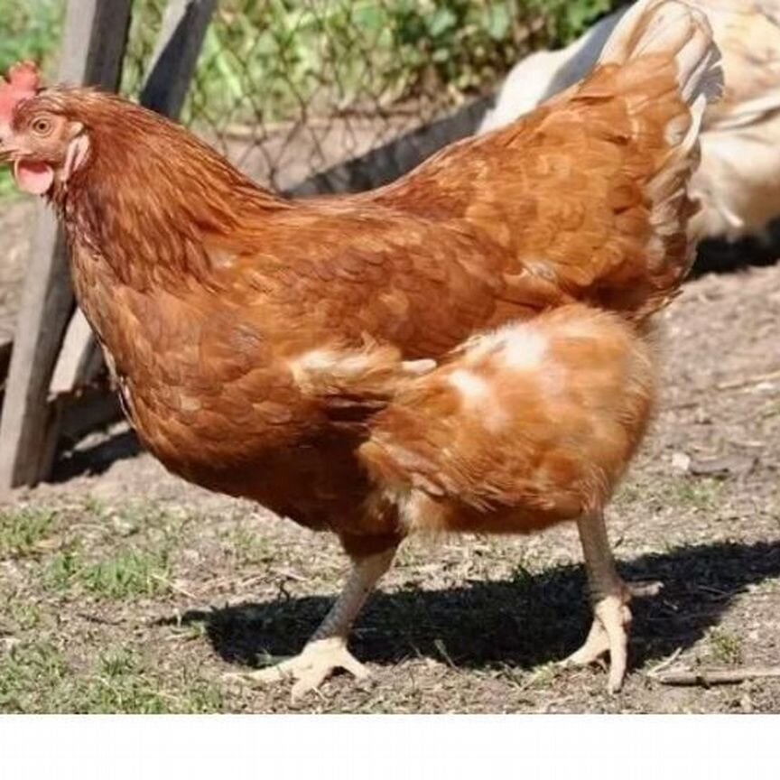 Куры несушки продам