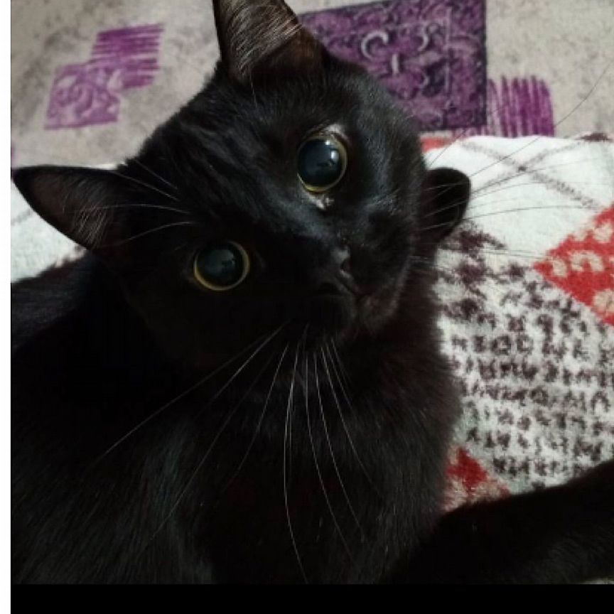 Взрослый кот в добрые руки