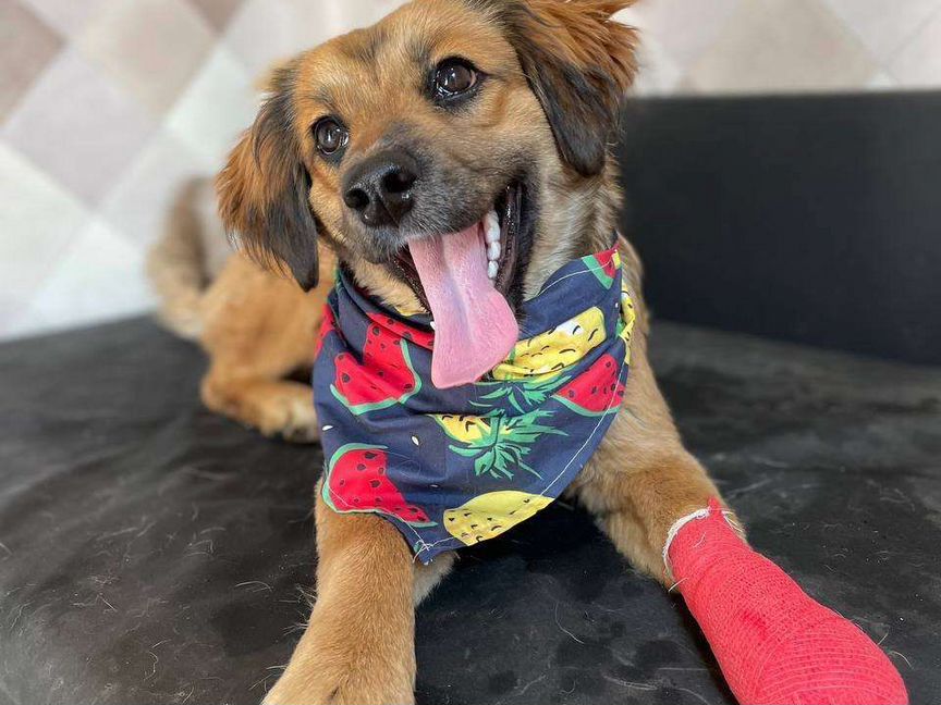 Щенок бесплатно