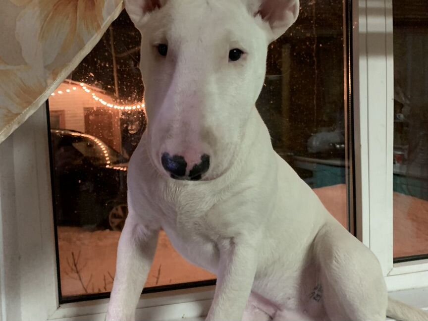 Бультерьер стандарт 6 месяцев в добрые руки