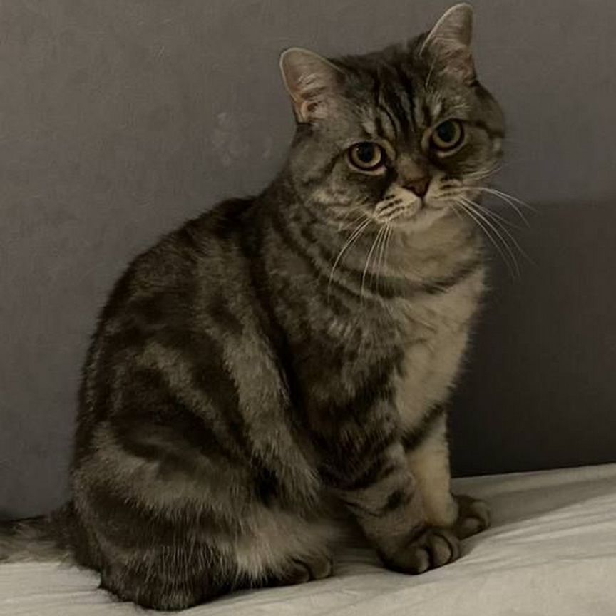 Шотландская прямоухая длинношёрстная, взрослая кошка