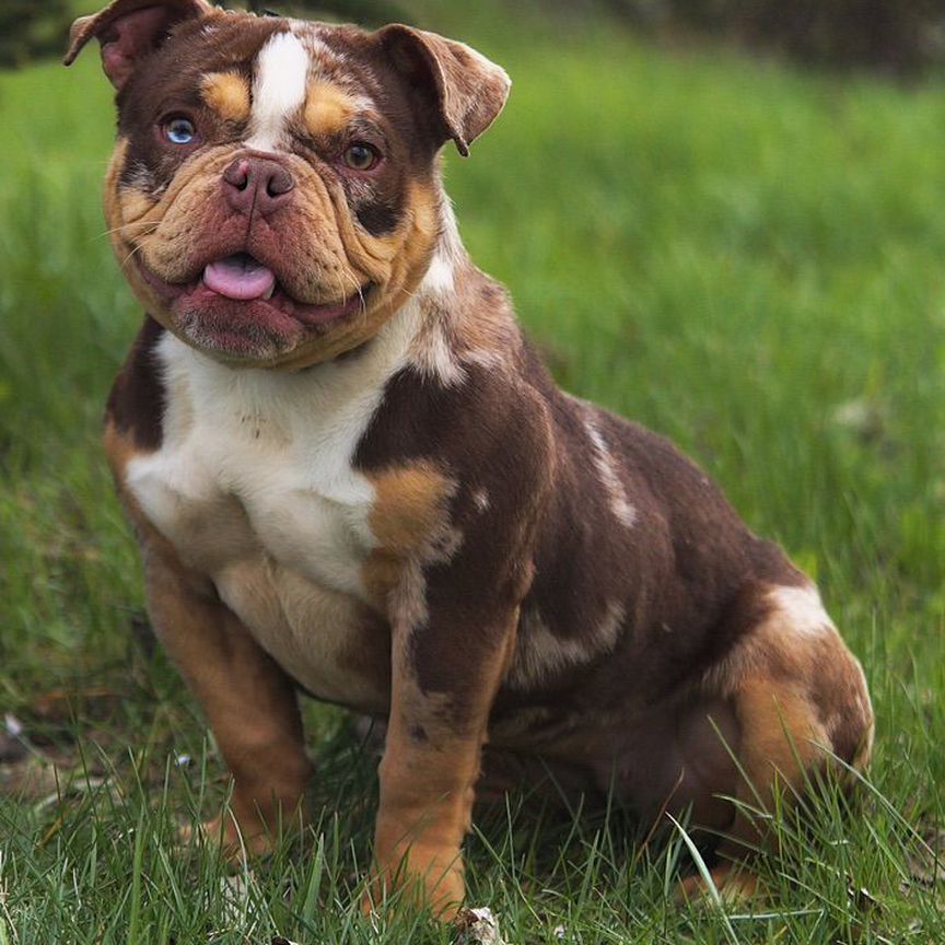 Американский булли, щенок