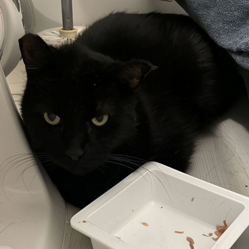 Взрослая кошка в добрые руки