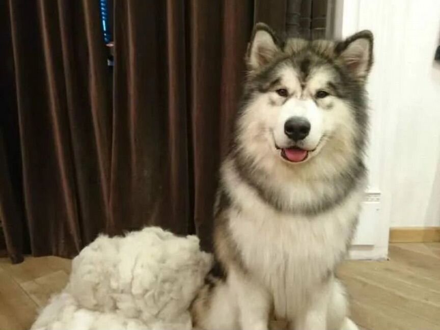 Шерсть аляскинского маламута