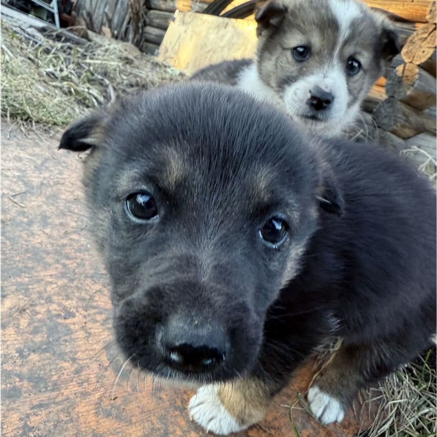 Щенок в добрые руки