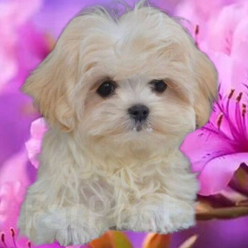 Мальтипу, щенок