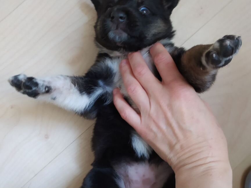 Мать погибла, щенок девочка, 1 месяц