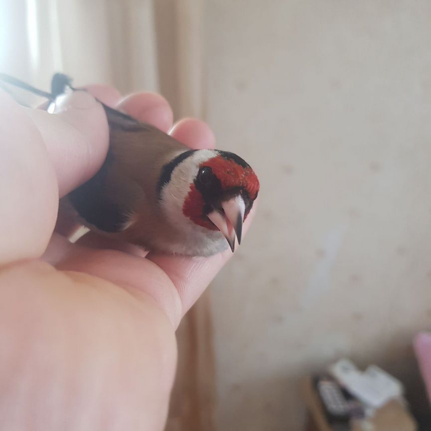 Певчие птицы щегол