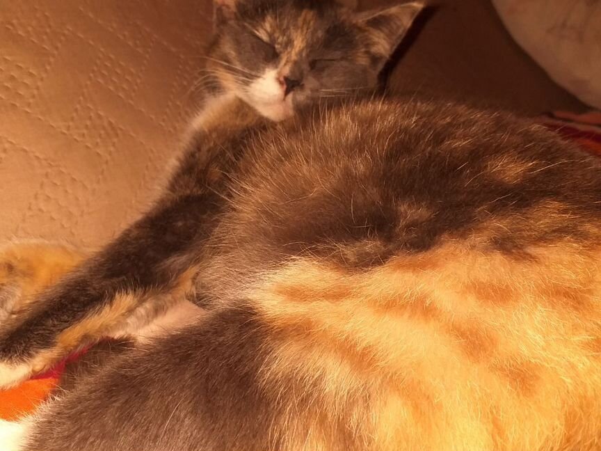 Кошка в дар