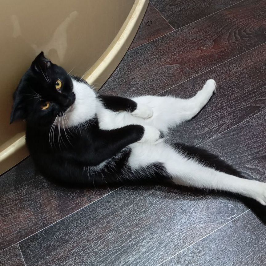 Шотландский вислоухий короткошёрстный кот, взрослый