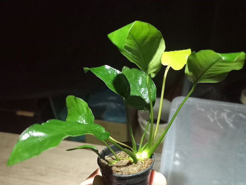 Анубиас бартери вар нана 10-15 см