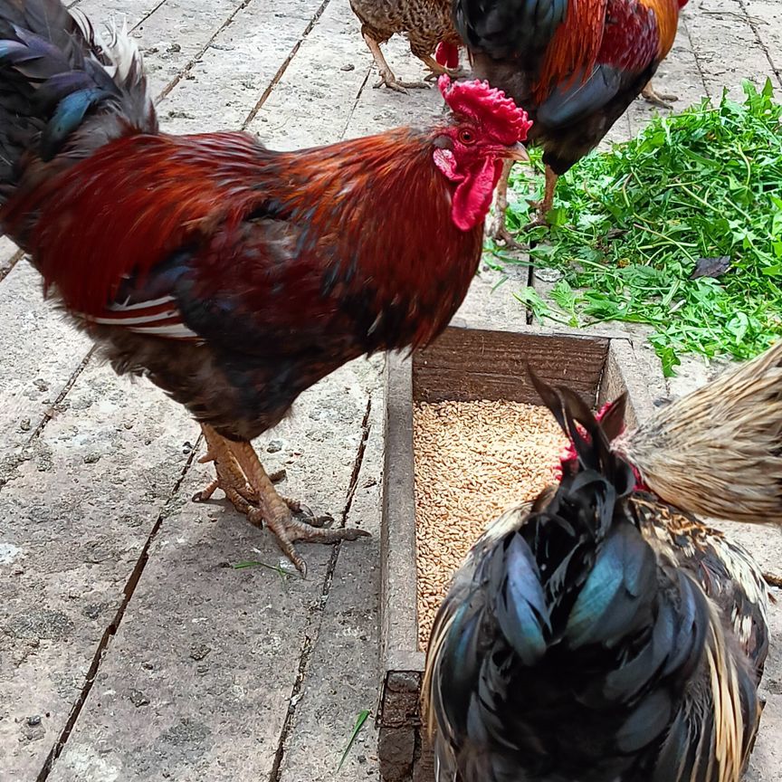 Петух домашний