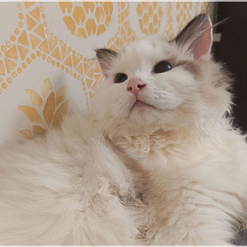 Рэгдолл котёнок