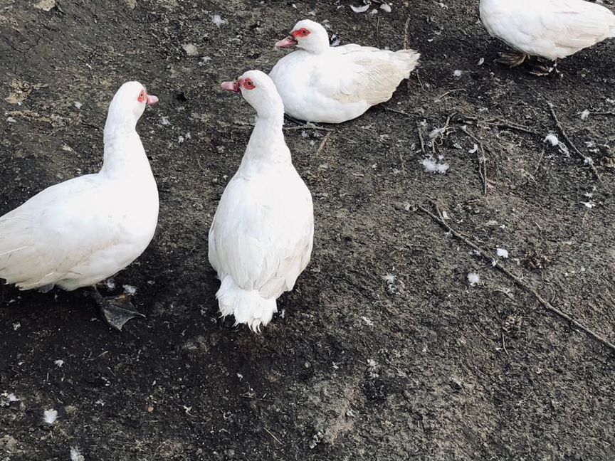 Утки индоутки