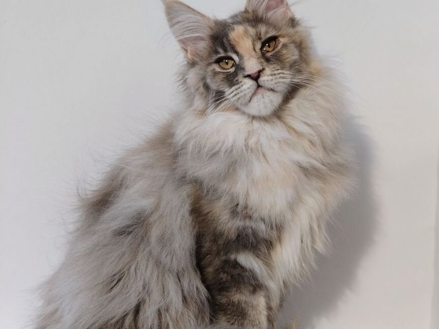 Кошка Мейн-кун