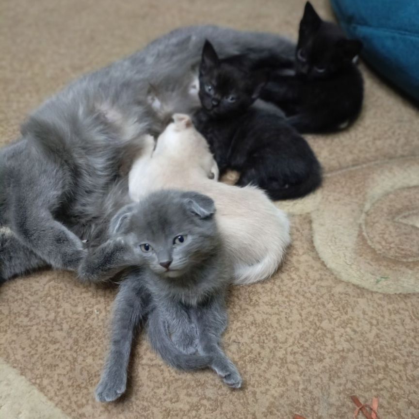 Котята в добрые руки бесплатно