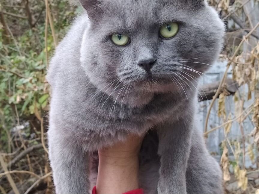 Британская. Котик молодой. Возраст около 1 года