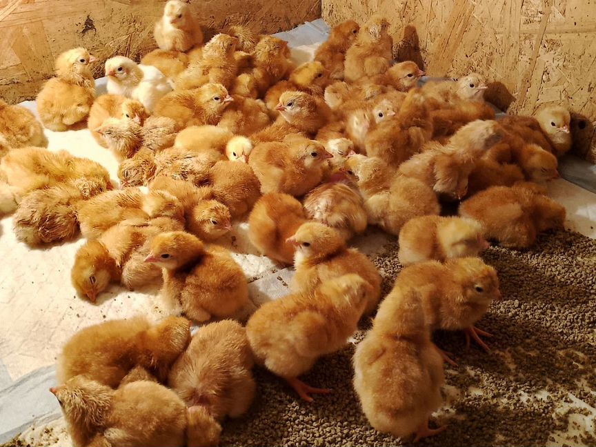 Цыплята цветного бройлера